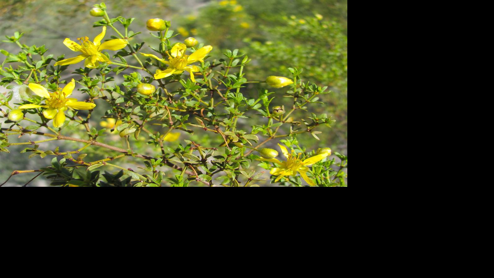 Seven aromatic plants for your Tucson garden