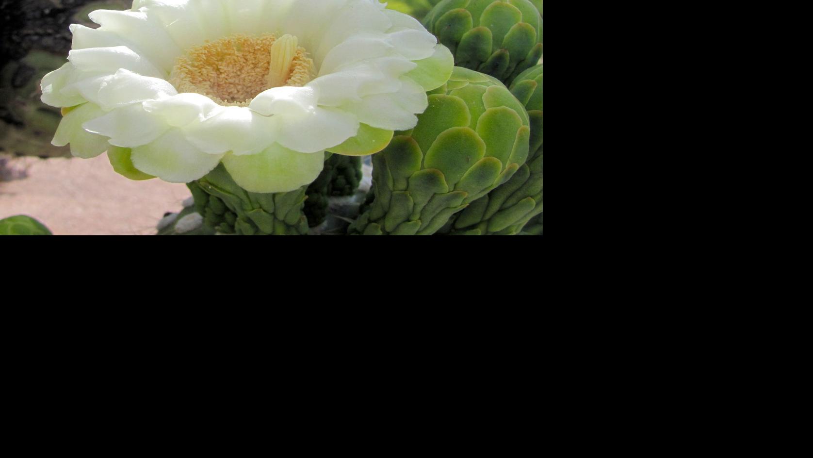 Tucson weather: Sunny with a spring breeze