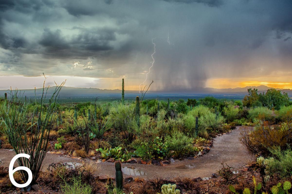 Pick Tucson's favorite monsoon photo of the year