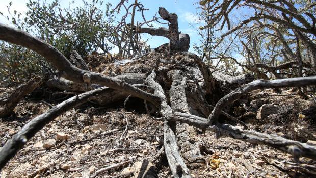 Pack rats and cars | | tucson.com