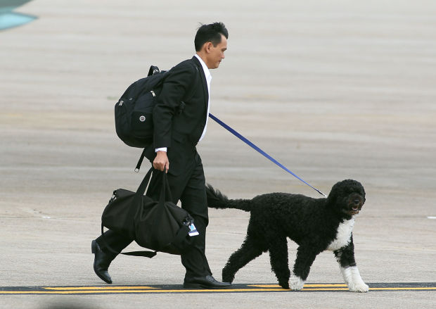 Photos: Bo the White House dog | Entertainment | tucson.com