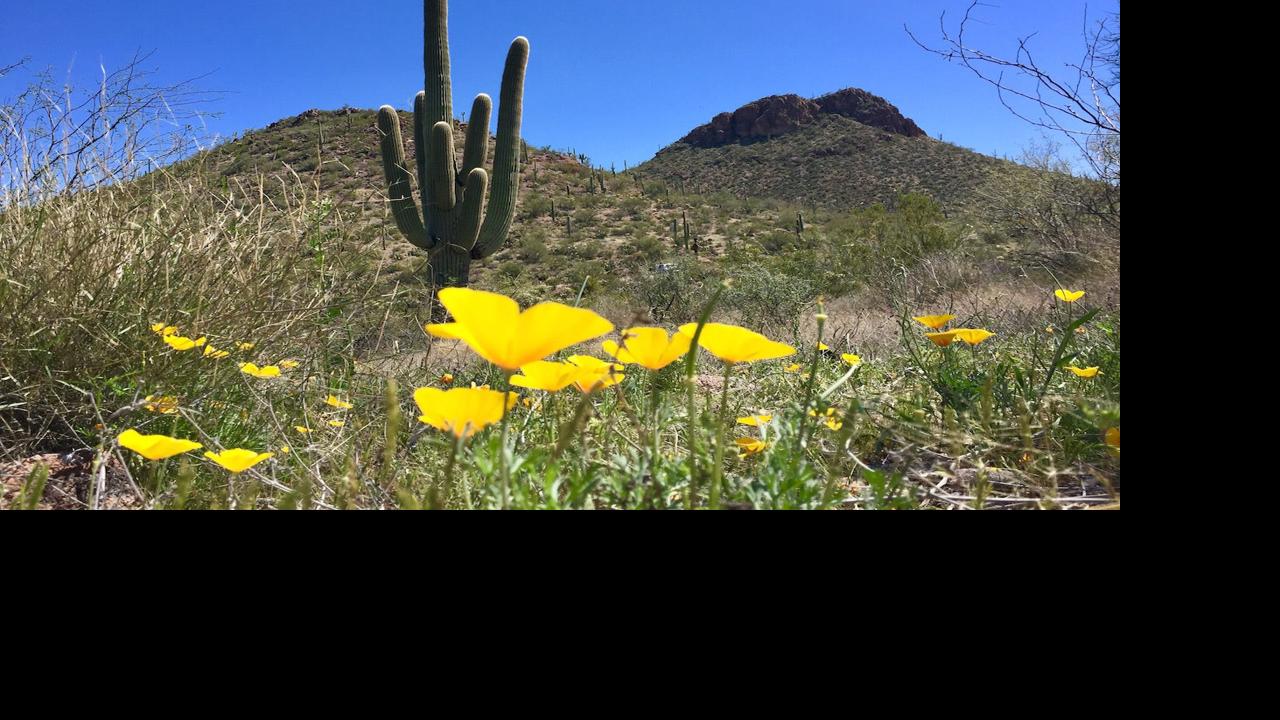 Tucson weather: Record highs possible this weekend