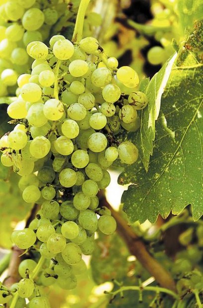 Raisin' desert vines