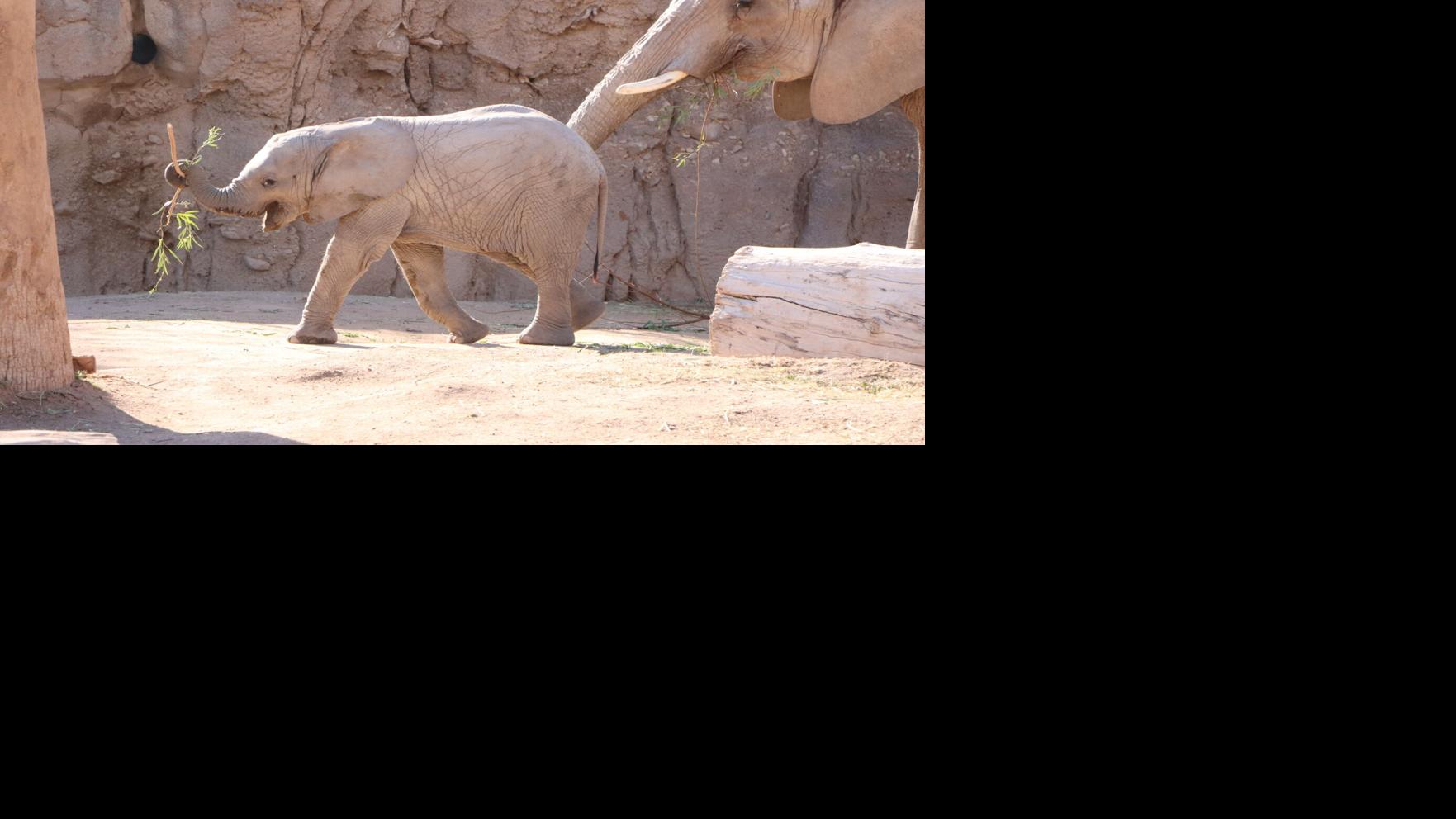 Tucson elephant Meru met new herd member Tsavo with elation | Local ...