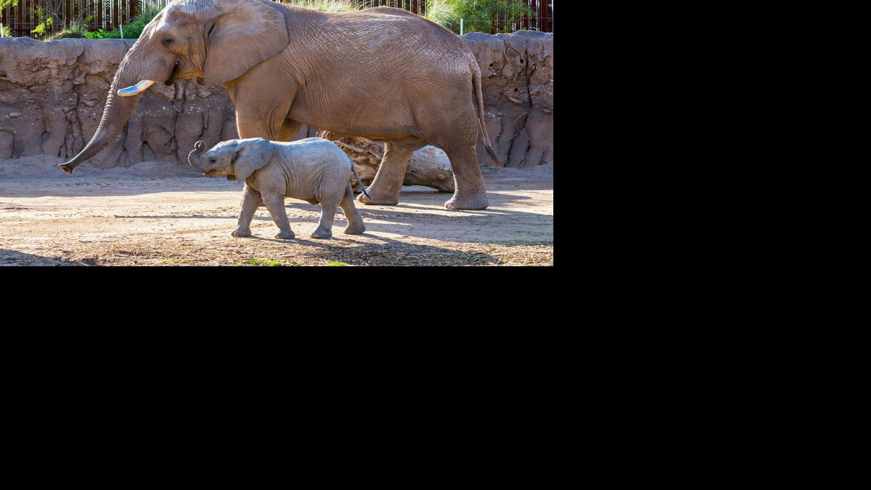 does the san diego zoo have elephants