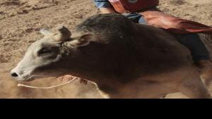 Rodeo: Hancock not bailing out on sport he loves