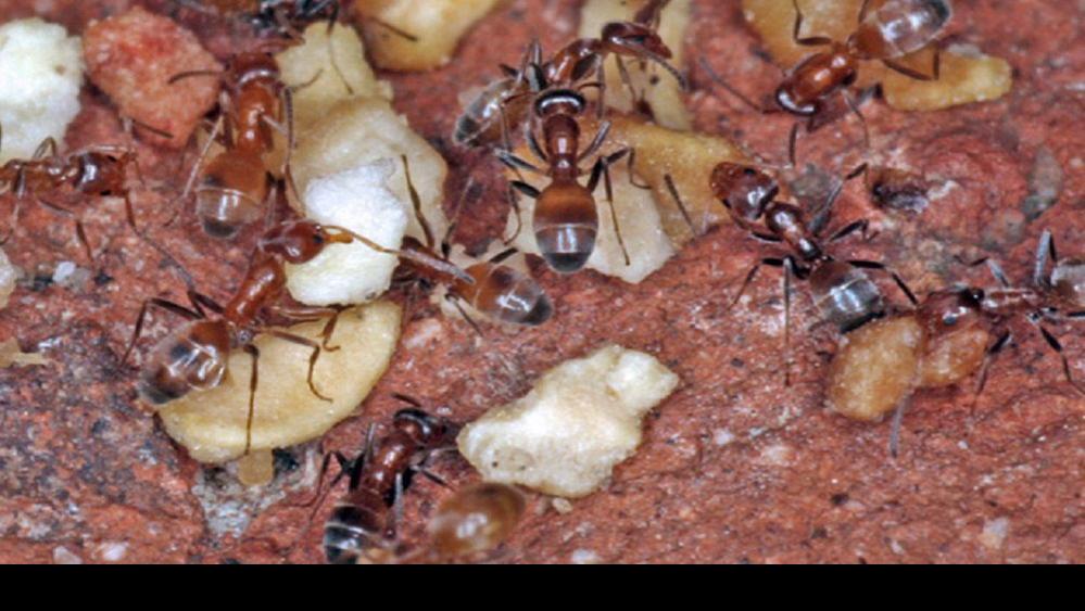 Odorous House Ants Causing Stinky Problem in SaddleBrooke | Home-and ...