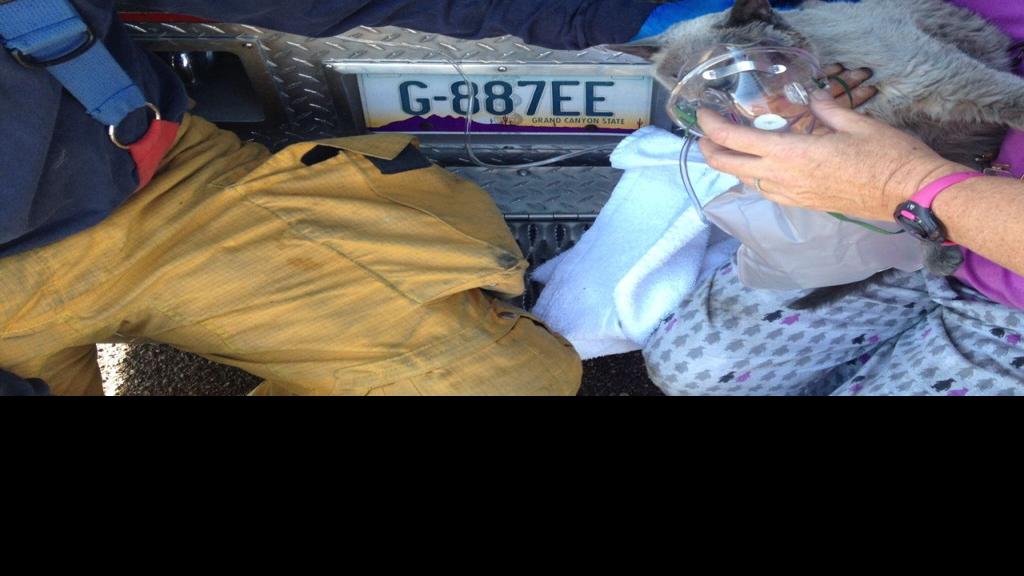 Mongo the cat survives near-death in Tucson house fire