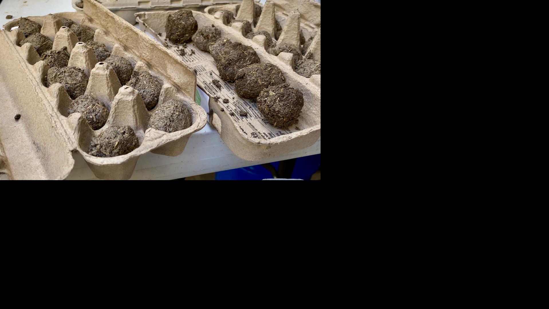 Making seedballs is easy