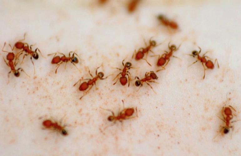 Odorous House Ants Causing Stinky Problem in SaddleBrooke | Home-and ...