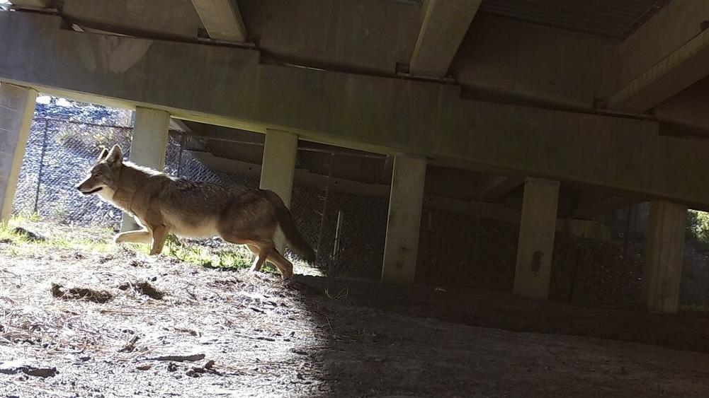 North Carolina hopes wildlife crossing can save red wolves