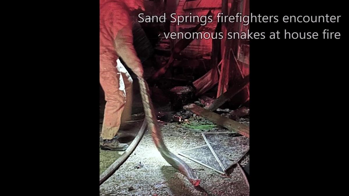 gaboon viper bite aftermath