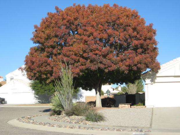 Red push pistache tree makes colorful landscaping