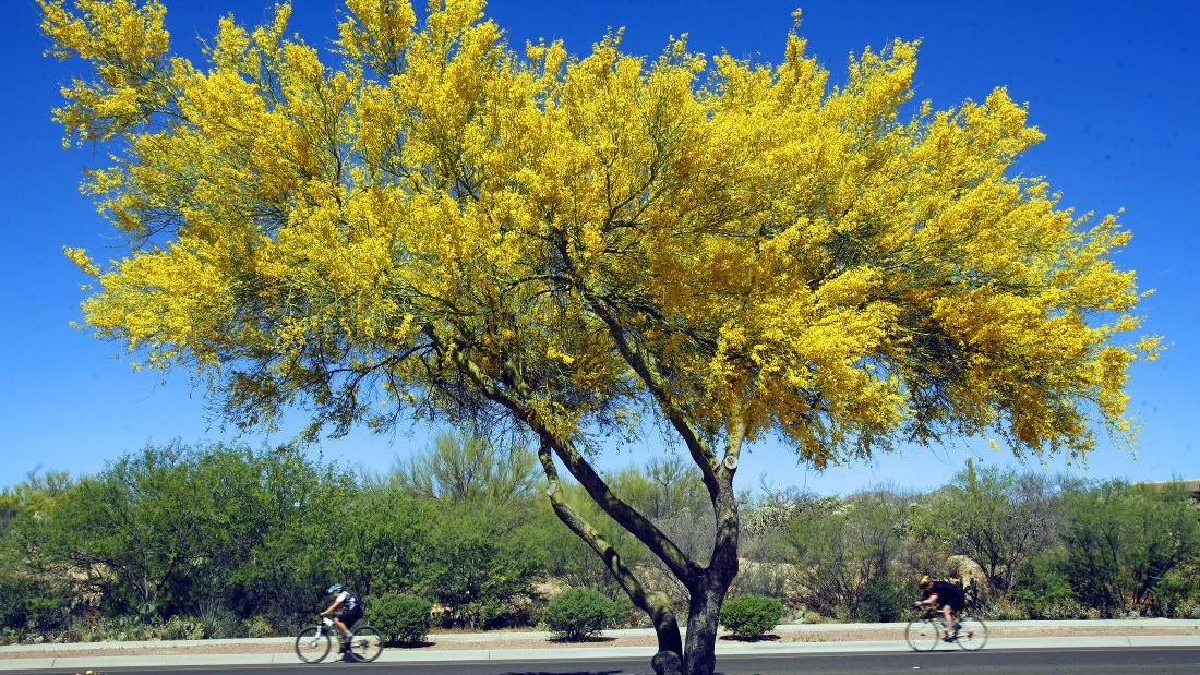 It's the Arizona State Tree!
