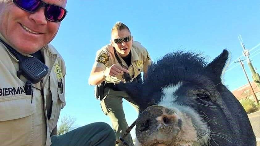 Deputies save elderly man from charging pig