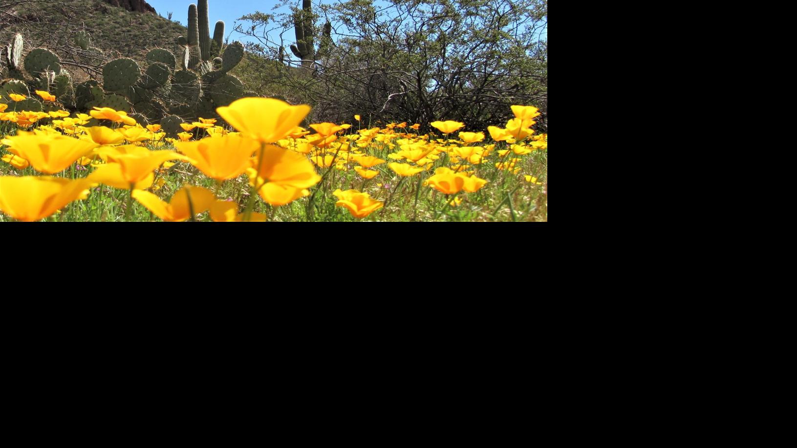 Tucson weather: Get ready for another beautiful day
