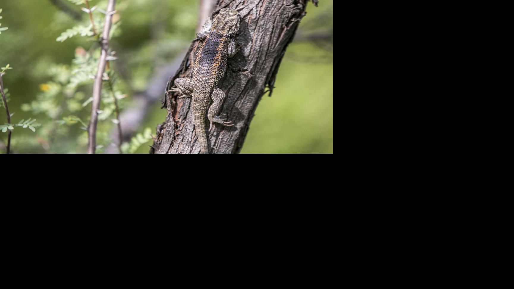 Tucson lizards Instagram account makes its debut