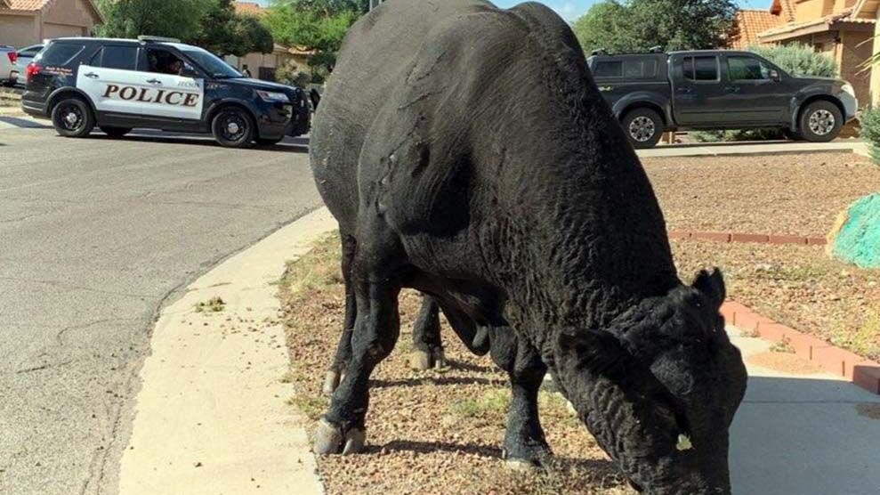 Tucson cops help collar roaming bull