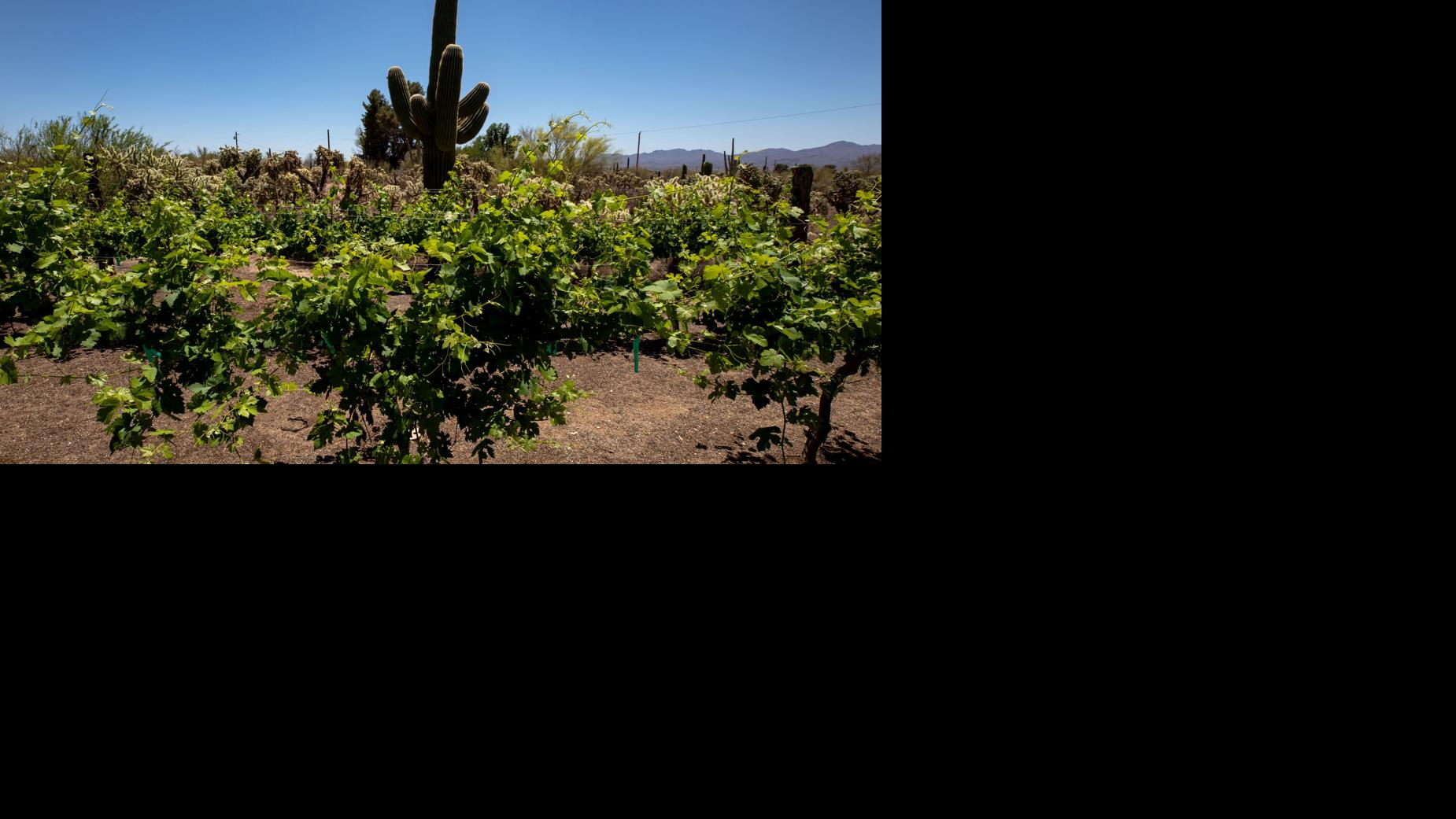 🌵 Events happening in Tucson Sept. 17-22, 2024 🌵 | This Is Tucson ...