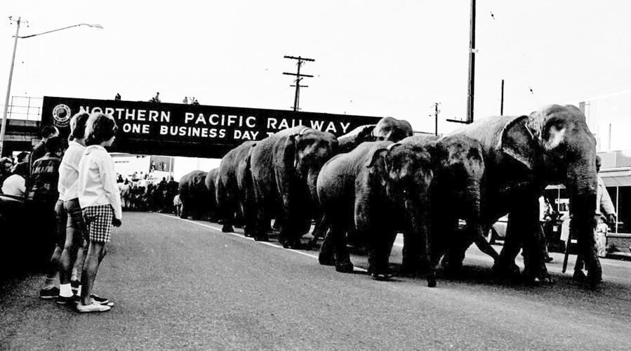 Montana elephant escape upsets PETA , Humane Society