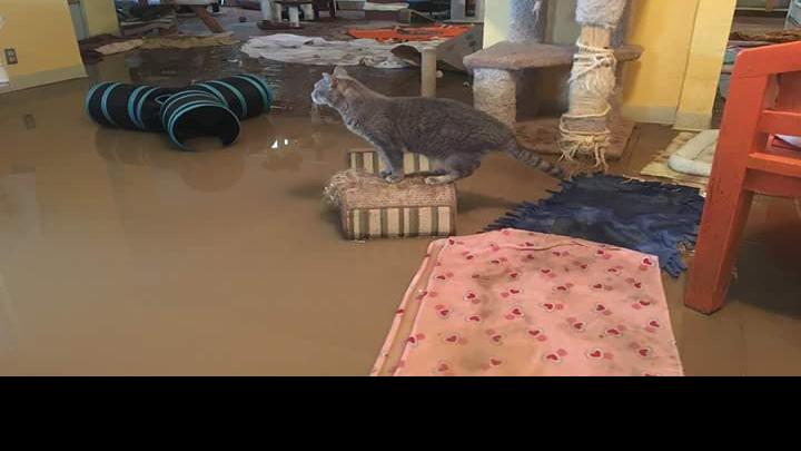 Marana animal shelter seeks donations, foster volunteers after monsoon ...