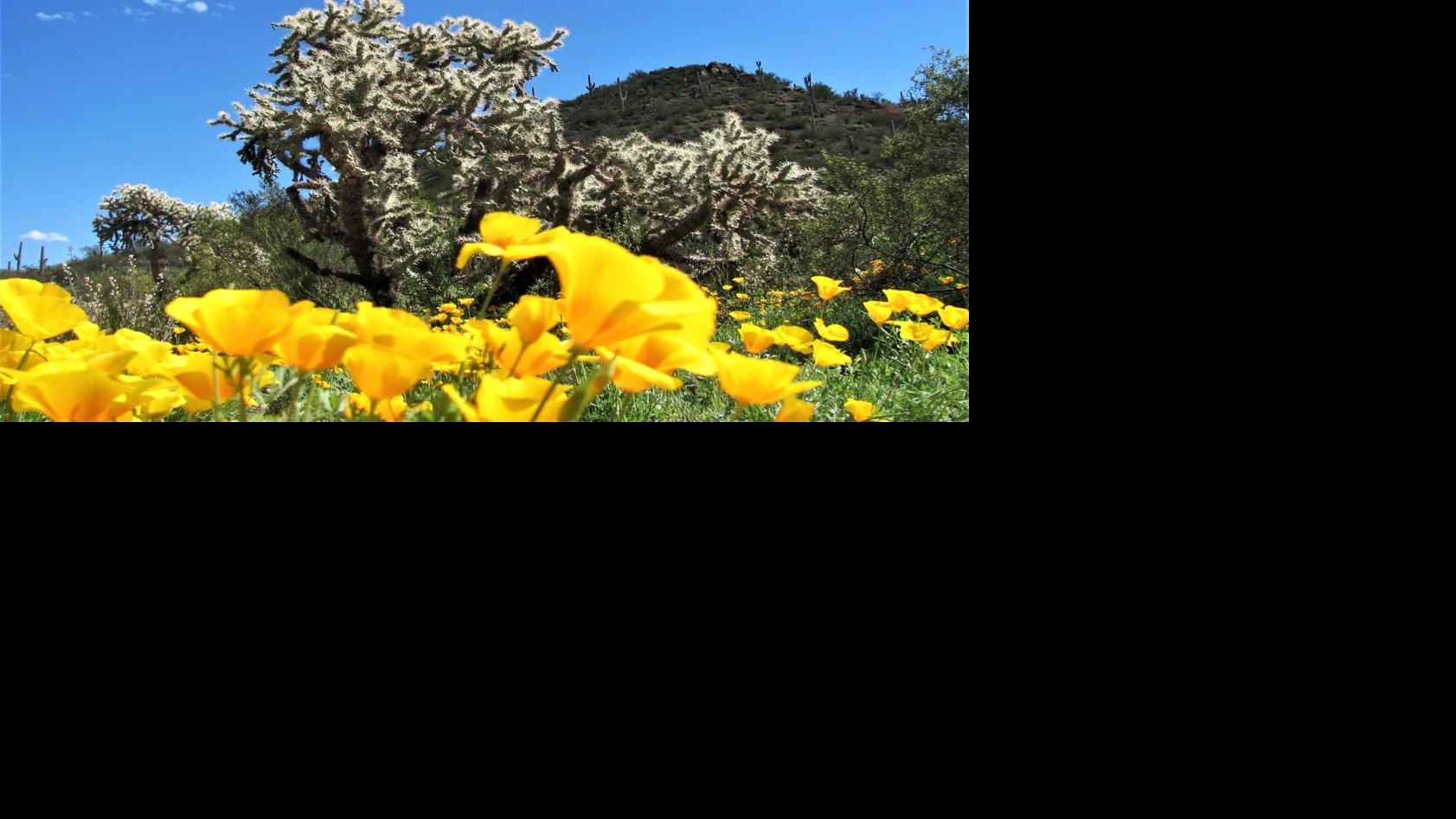 Tucson weather: Another beautiful day