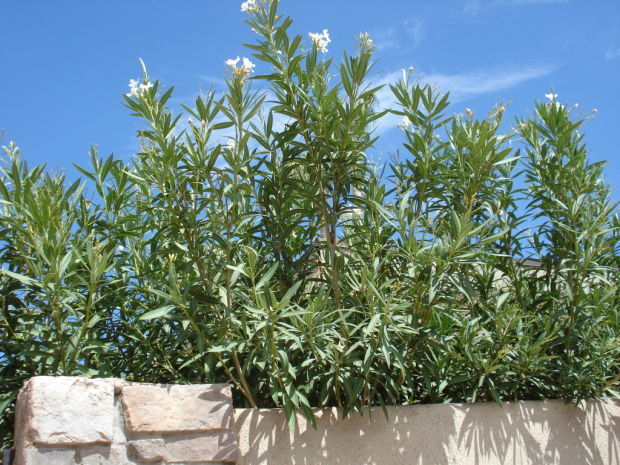 Backhoe needed to remove big oleanders