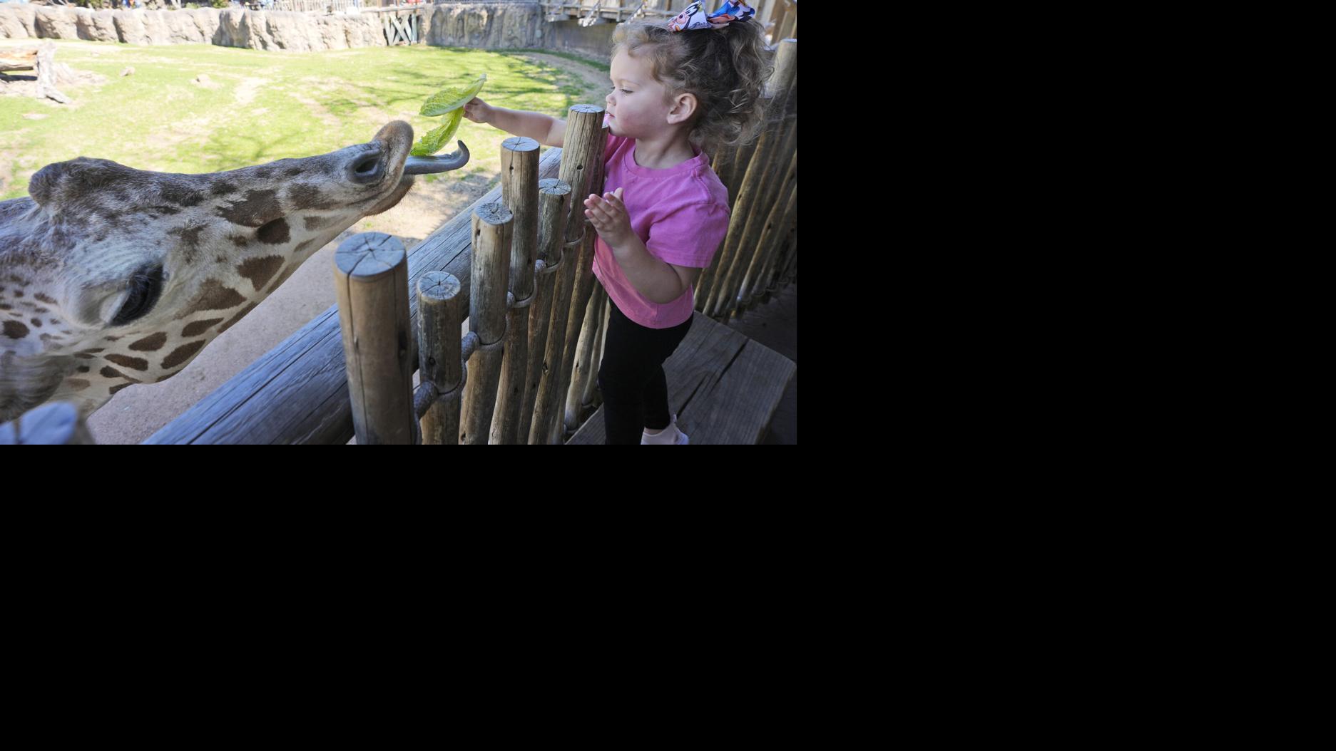 Total solar eclipse may reveal clues to odd animal behavior