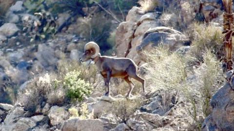 Another bighorn sheep dies in the Catalina Mountains