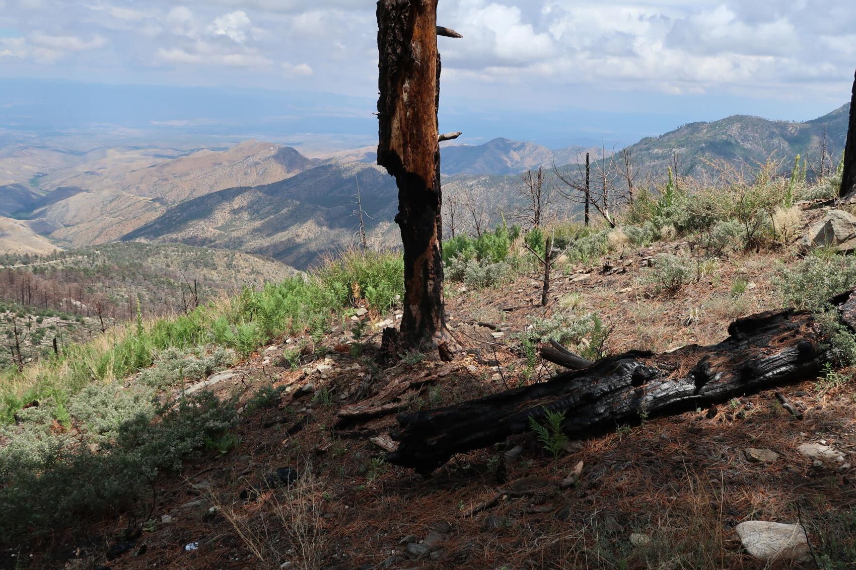 10 things to do on Mount Lemmon, where it's 20 degrees cooler