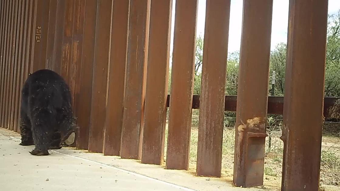 Black bear at US-Mexico border