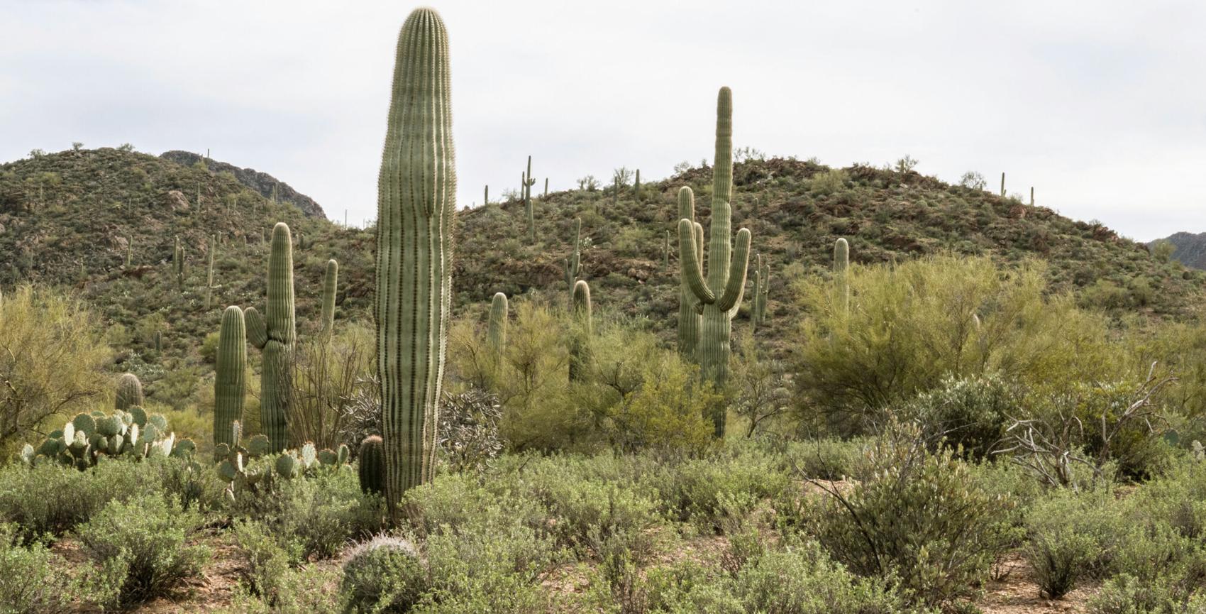 National park in Tucson grows as Trump mulls fed land cuts
