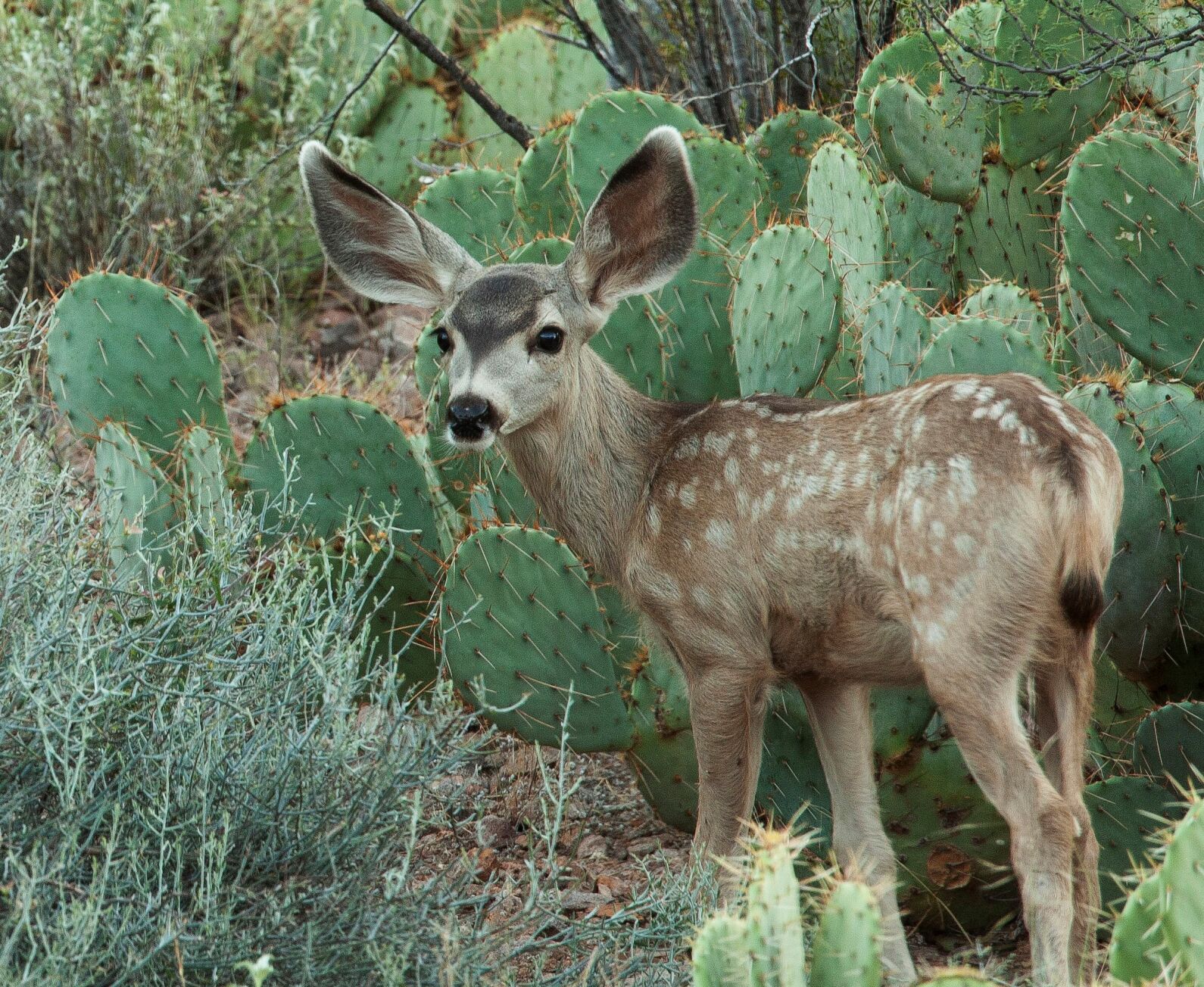 National park in Tucson grows as Trump mulls fed land cuts