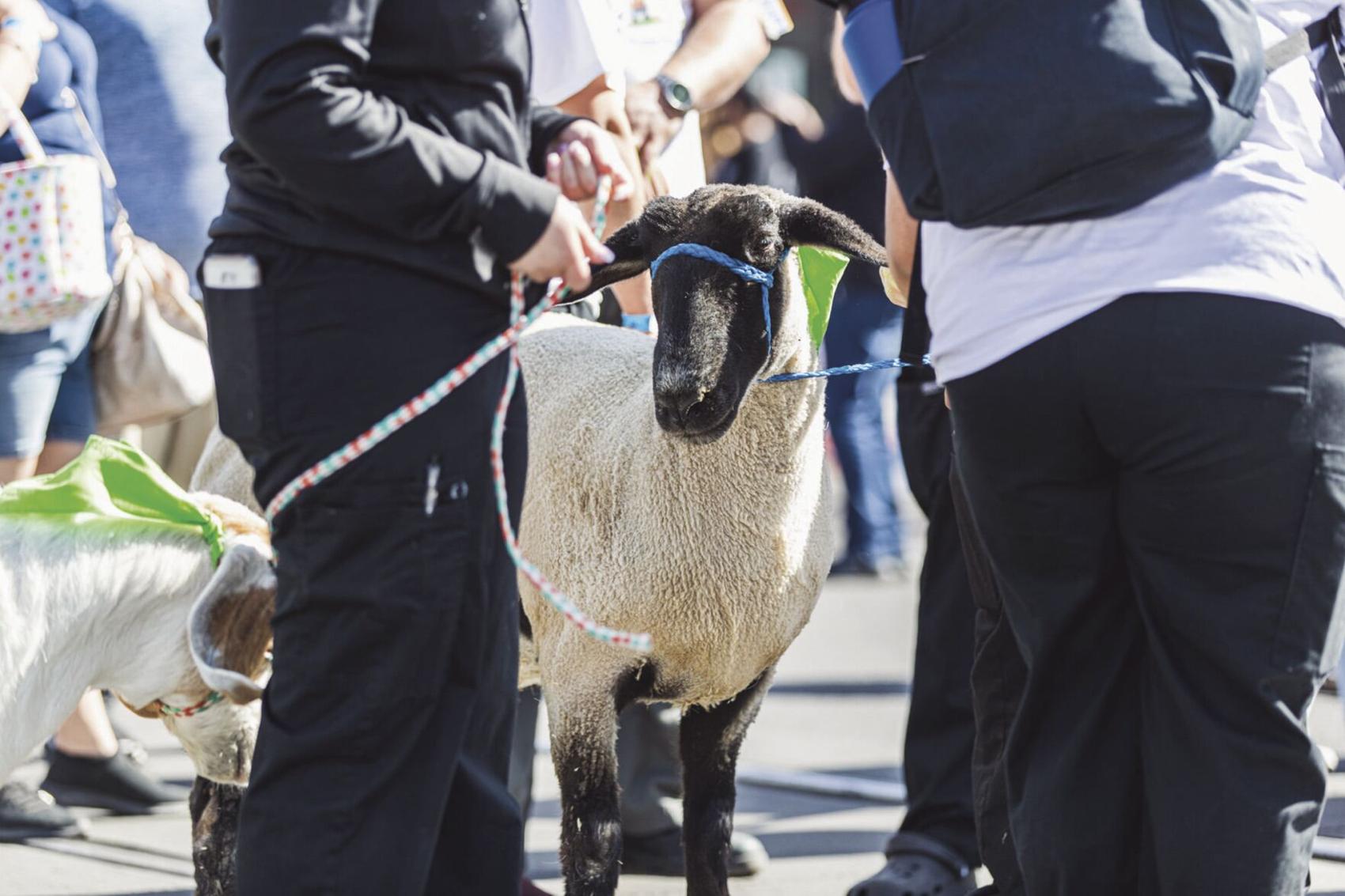 Pet parade celebrates Tucson and Pima County animals | to do | tucson.com