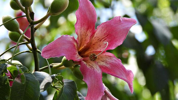 Try your hand at growing these 7 tropical plants in Tucson