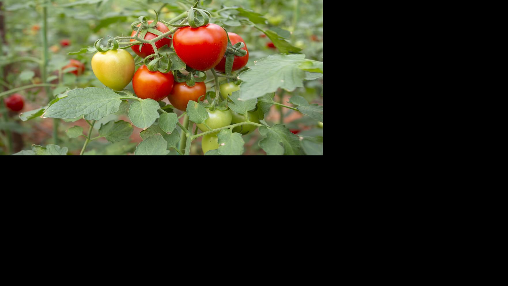 Perennial food plants to grow in Tucson | Home-gardening | tucson.com