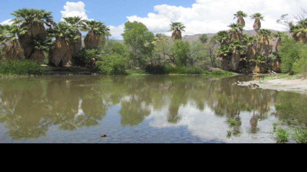 Monsoon boon: Agua Caliente pond on rise again | Local news | tucson.com