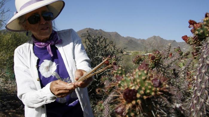 It's harvest time for cholla buds, a subtle, versatile native food