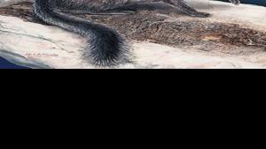 squirrel rat crossbreed