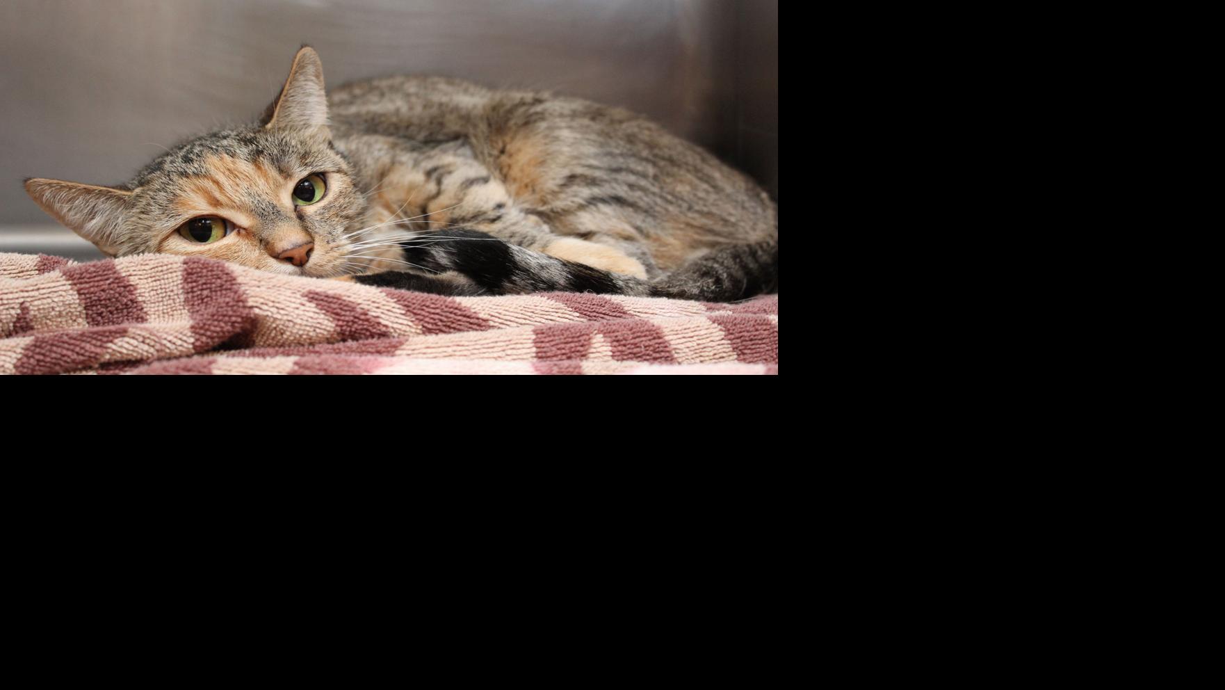 Tucson's PACC offers $5 cat adoption promotion | Local news | tucson.com
