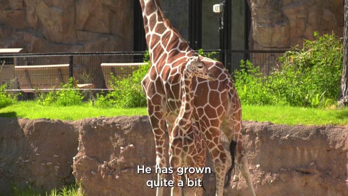 Giraffe Calf Moyo 3 Month Mark
