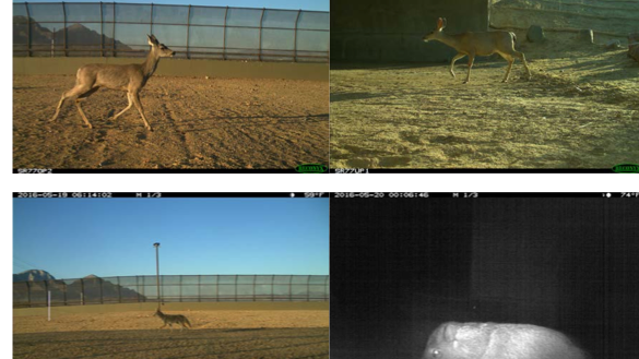 Oracle Road cameras capture more than wildlife using new crossings