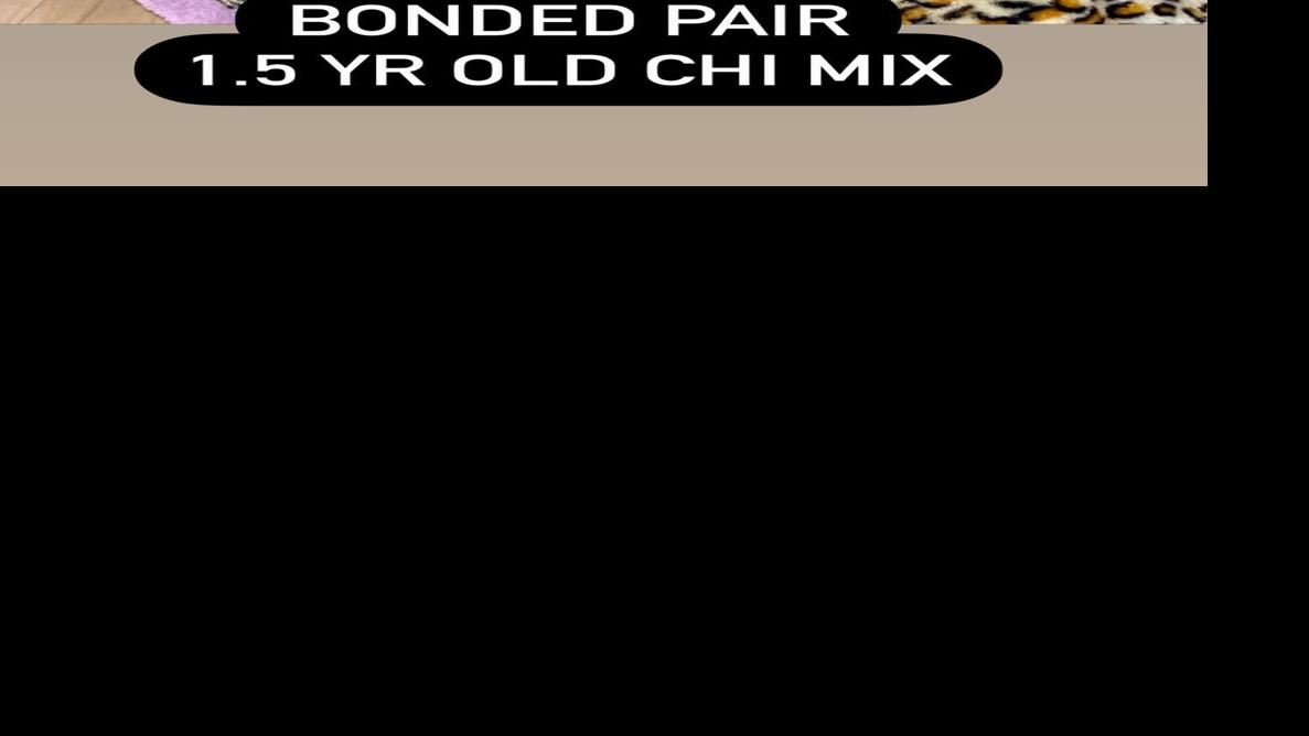 Pets for adoption locally | Pets | tucson.com