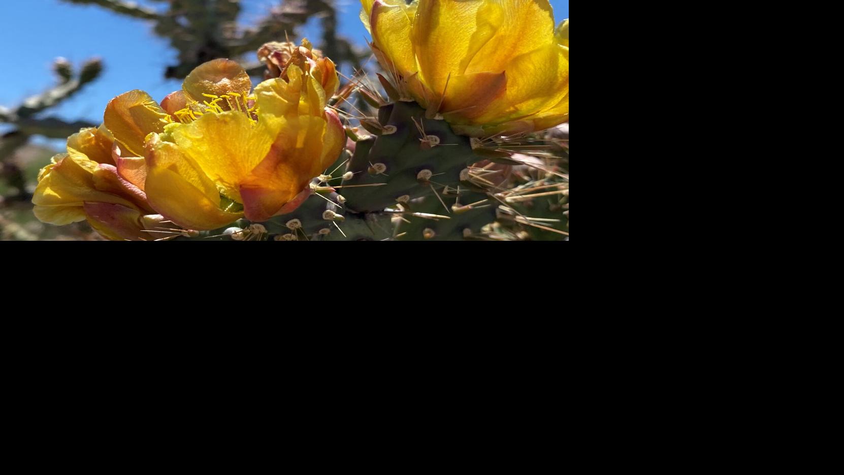 Here's how you can identify Sonoran desert plants