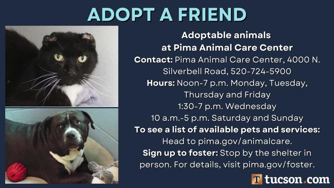 Adopt a friend: Local pets up for adoption this week