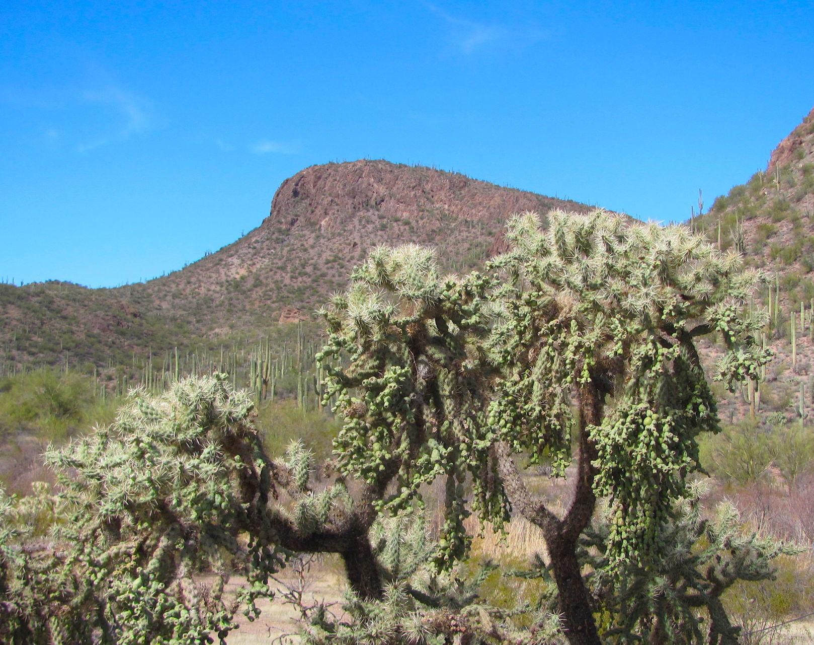 Admire the jumping cholla cactus, but beware of its tricks