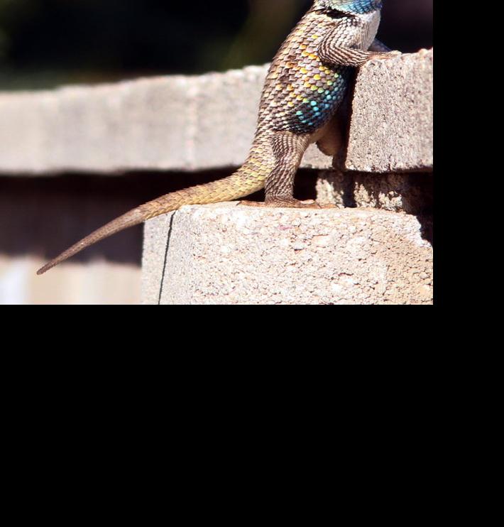 51 surprisingly beautiful Southern Arizona lizards