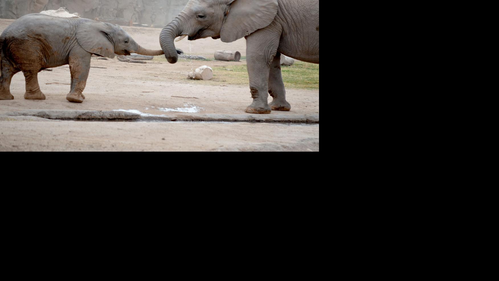 As Tucson's baby elephant tips the scales at 900 pounds, she's working ...