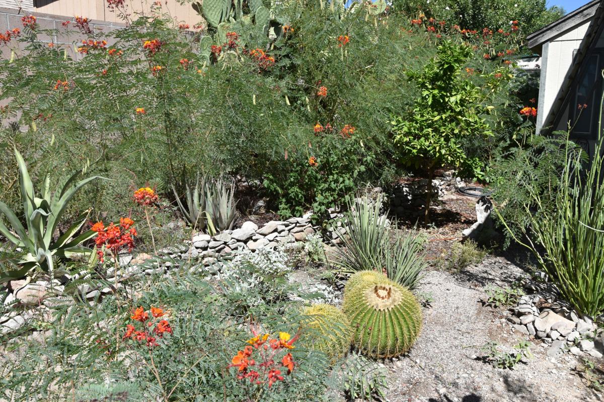 Tucson Gardening Guide | Fasci Garden