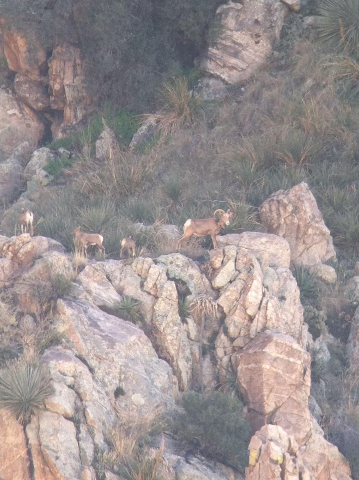 Five lambs seen in bighorn group in Catalinas | Local news | tucson.com
